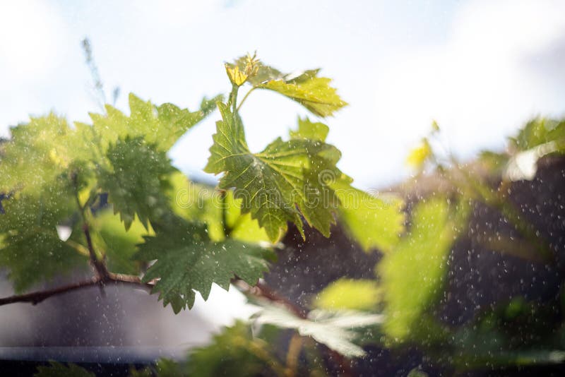 Grape Leaves Under the Rain Stock Photo - Image of grapevine, water ...