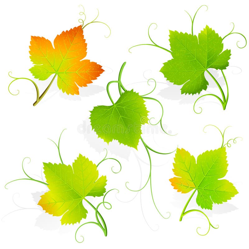 Grape leaves. Vector stock vector. Illustration of collection - 26818432