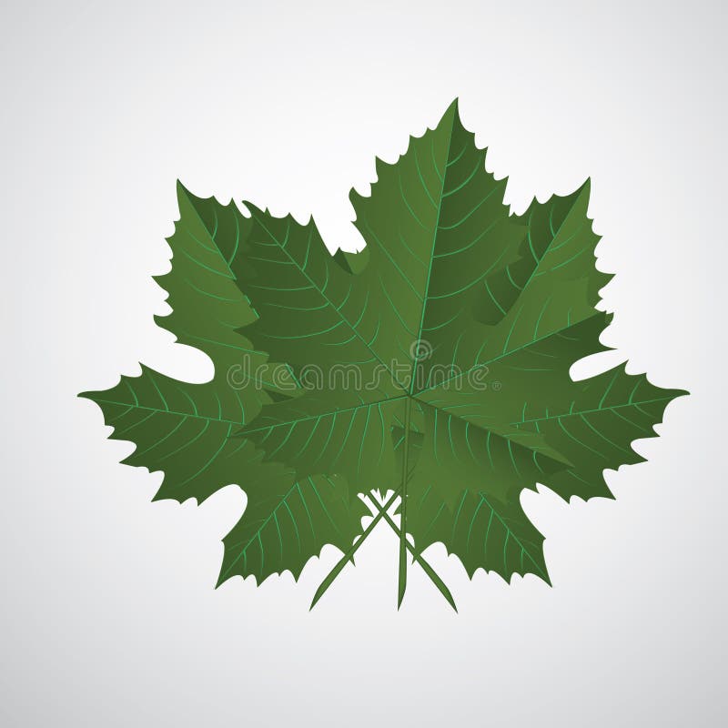 Grape Leaves. Vector Illustration Decorative Design Stock Vector ...