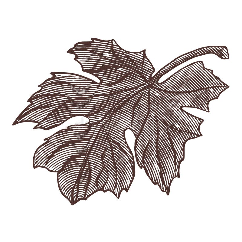 Grape Leaves. Vector Illustration in Engraving Style Stock Vector ...