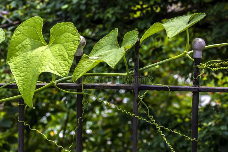 Grape Leaves. Grape Vine Leaves on Iron Grid Stock Photo - Image of ...