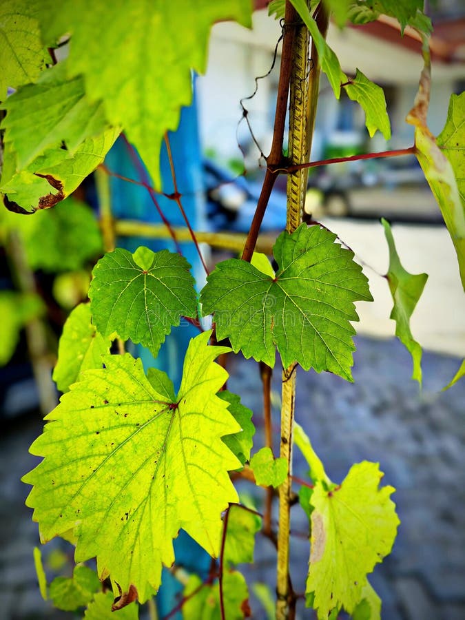 Grape Leaves Vine Plant Branch with Tendrils Stock Image - Image of ...