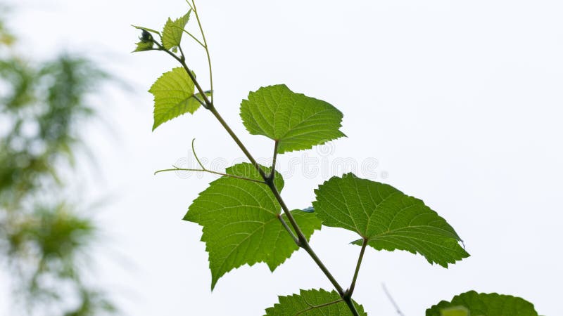 Grape Leaves in Vineyard. Grape Leaves Vine Branch with Tendrils and ...