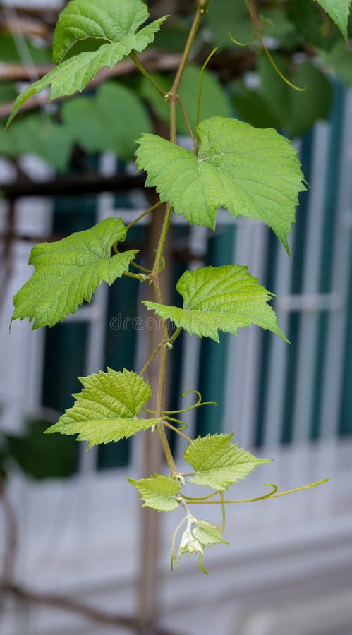 Grape Leaves in Vineyard. Grape Leaves Vine Branch with Tendrils and ...