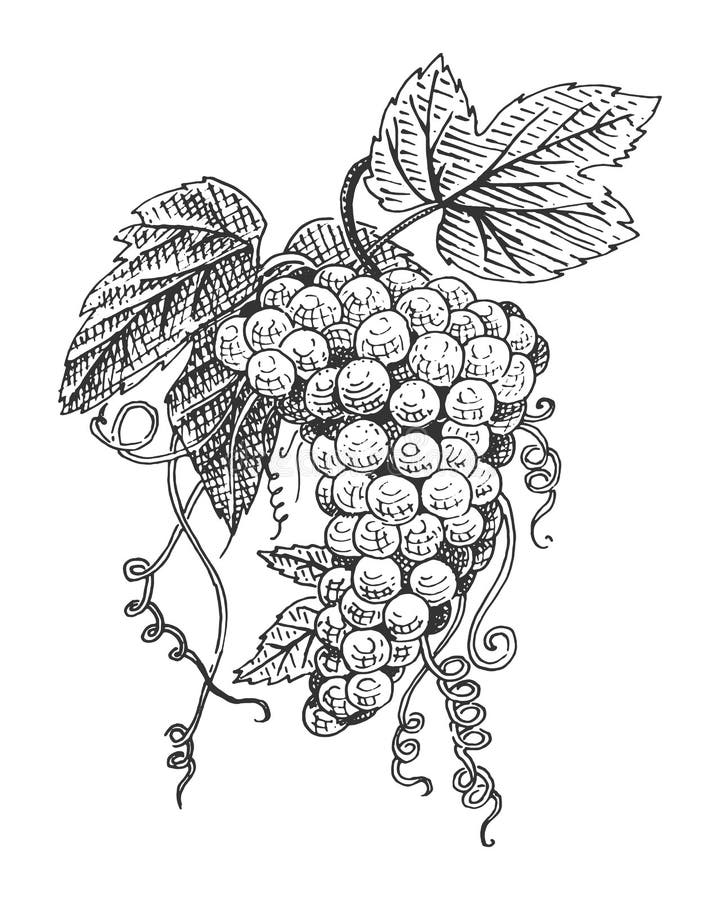 Grape Vine Leaves Drawing