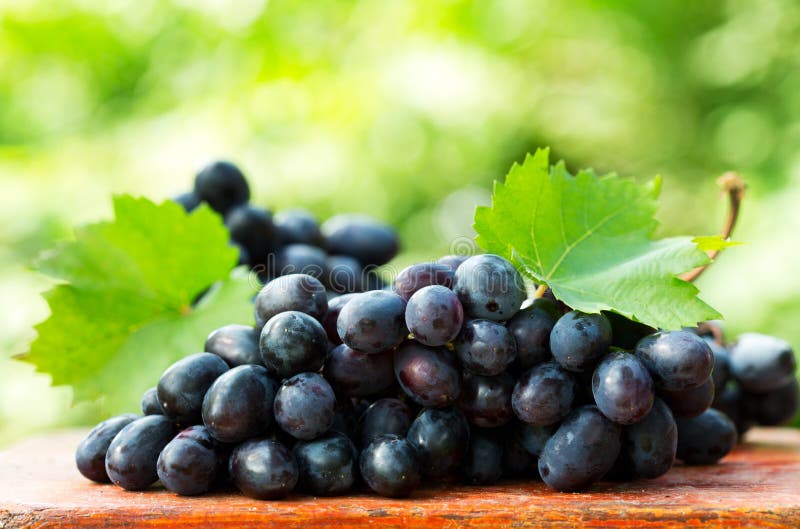 Grape with leaves stock image. Image of grape, berry - 33028917
