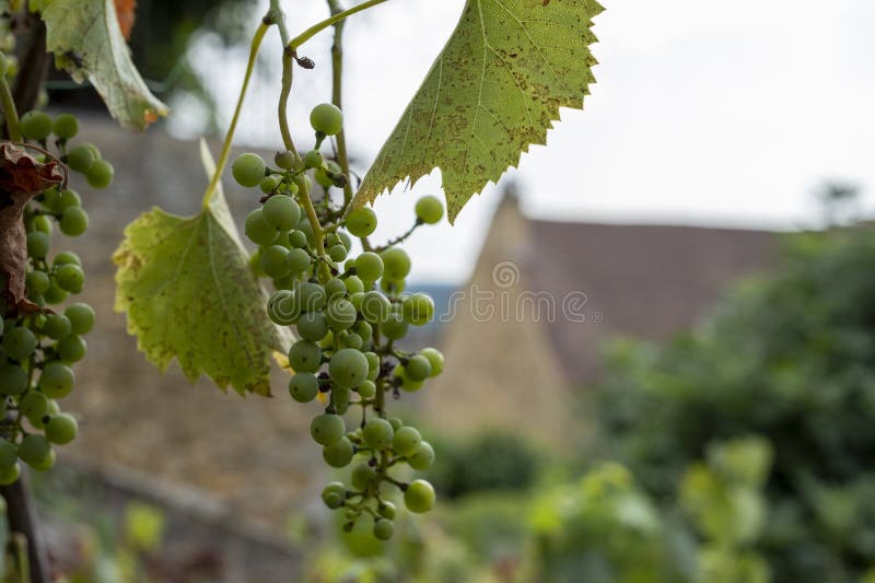 Grape Leaves on a Wooden Wall in the Shade Stock Image - Image of grape ...