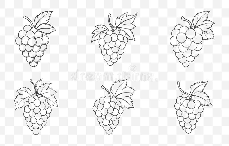 Print Grape Line Art Vector Set Featuring Detailed Illustrations of ...