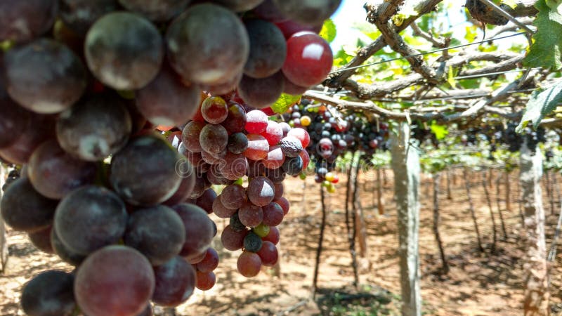 Grape stock image. Image of grape, wine, yard, plant - 79923565