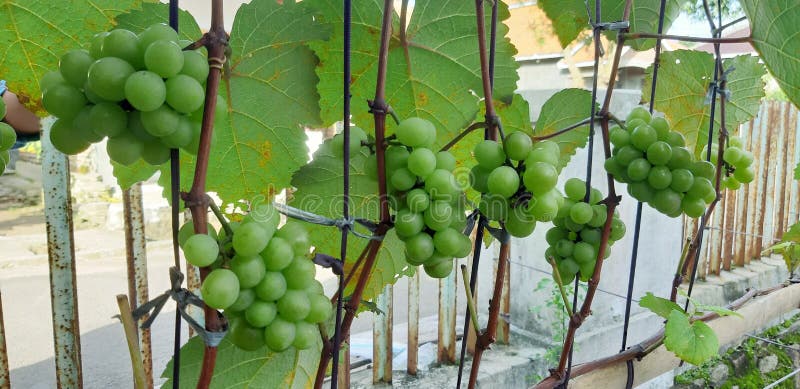 Grape after 2 month stock photo. Image of fruit, tree - 210236540