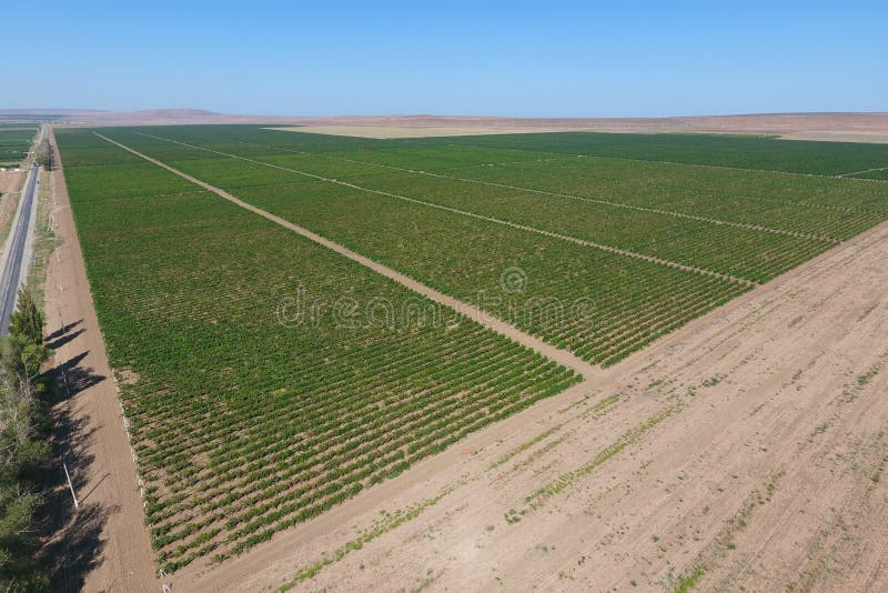 Grape Orchards . Vine Rows. Top View of the Garden Stock Photo - Image ...