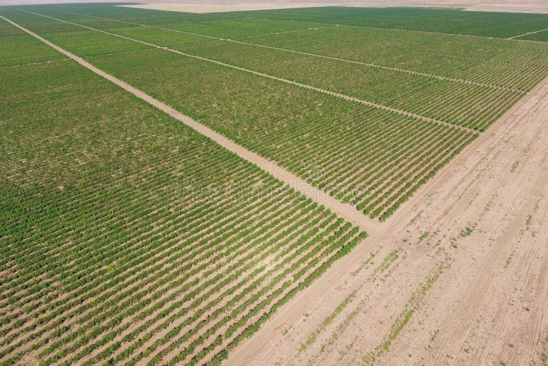 Grape Orchards . Vine Rows. Top View of the Garden Stock Photo - Image ...