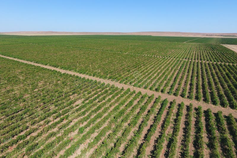 Grape Orchards Bird S-eye View. Vine Rows Stock Photo - Image of path ...