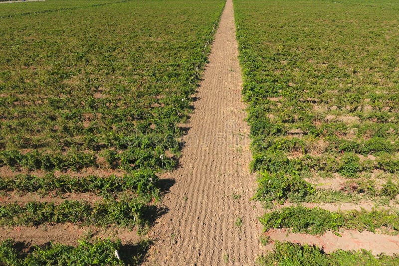 Grape Orchards View. Vine Rows. Top View of the Garden Stock Image ...