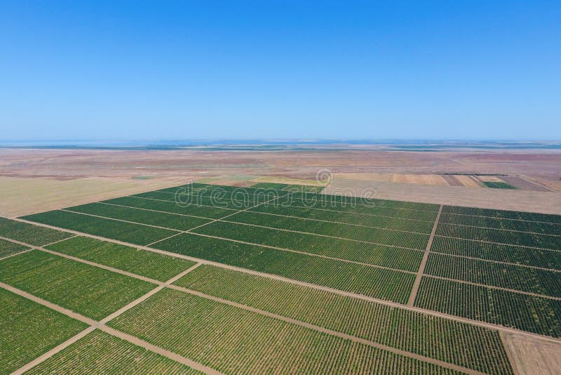 Grape Orchards View. Vine Rows. Top View of the Garden Stock Image ...