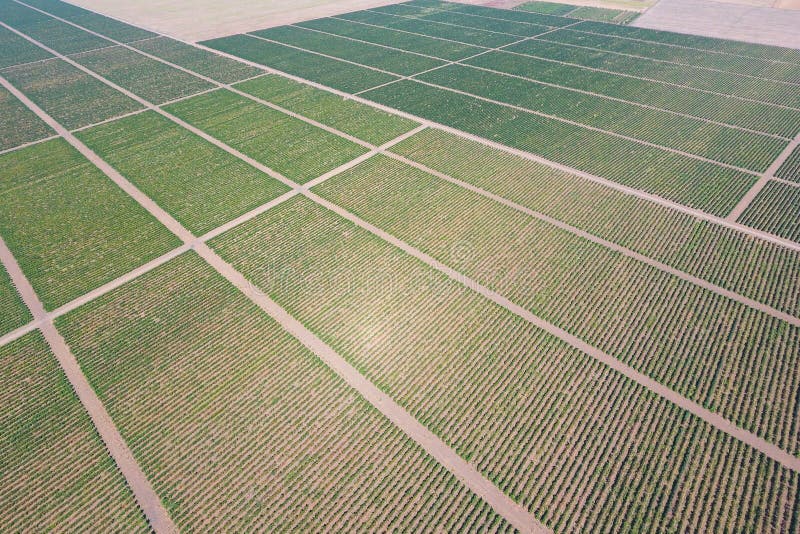 Grape Orchards View. Vine Rows. Top View of the Garden Stock Photo ...