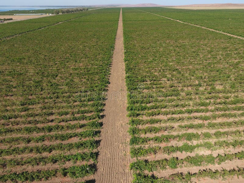 Grape Orchards Bird S-eye View. Vine Rows Stock Photo - Image of grass ...