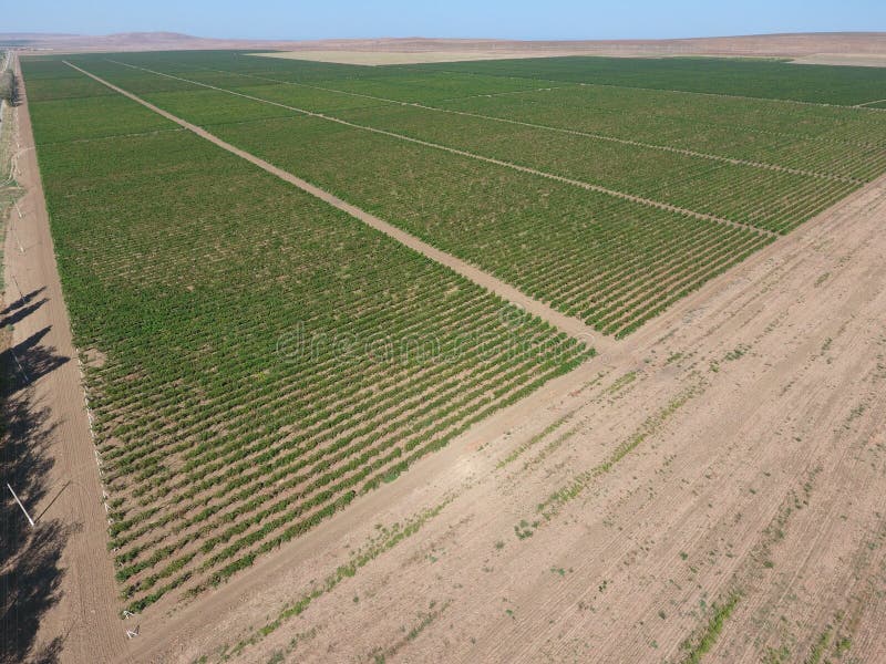Grape Orchards Bird S-eye View. Vine Rows Stock Image - Image of ...