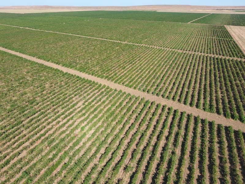Grape Orchards Bird S-eye View. Vine Rows Stock Image - Image of food ...