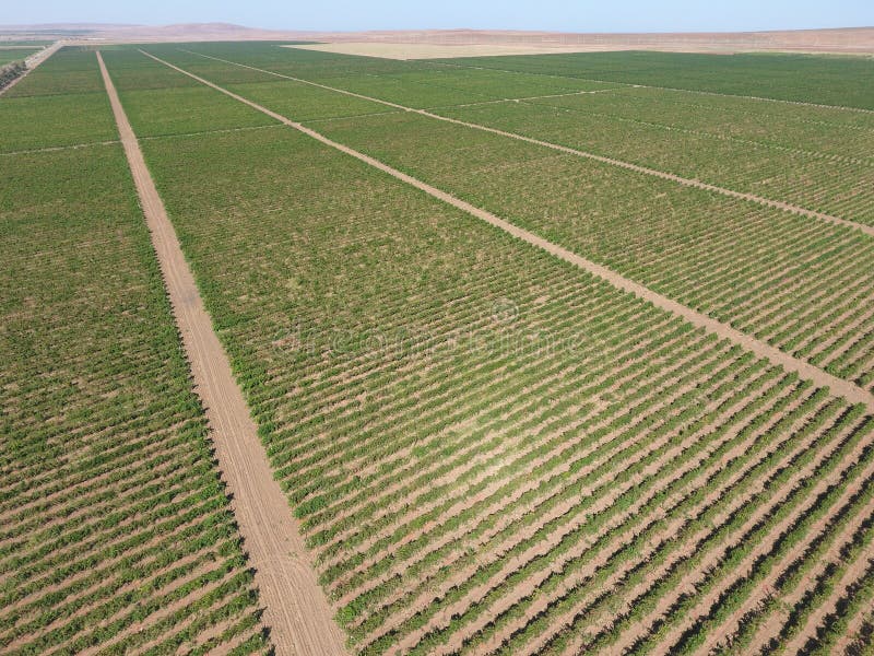 Grape Orchards Bird S-eye View. Vine Rows Stock Photo - Image of ...