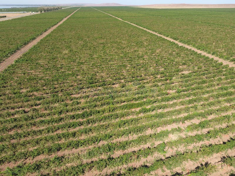 Grape Orchards Bird S-eye View. Vine Rows Stock Image - Image of ...