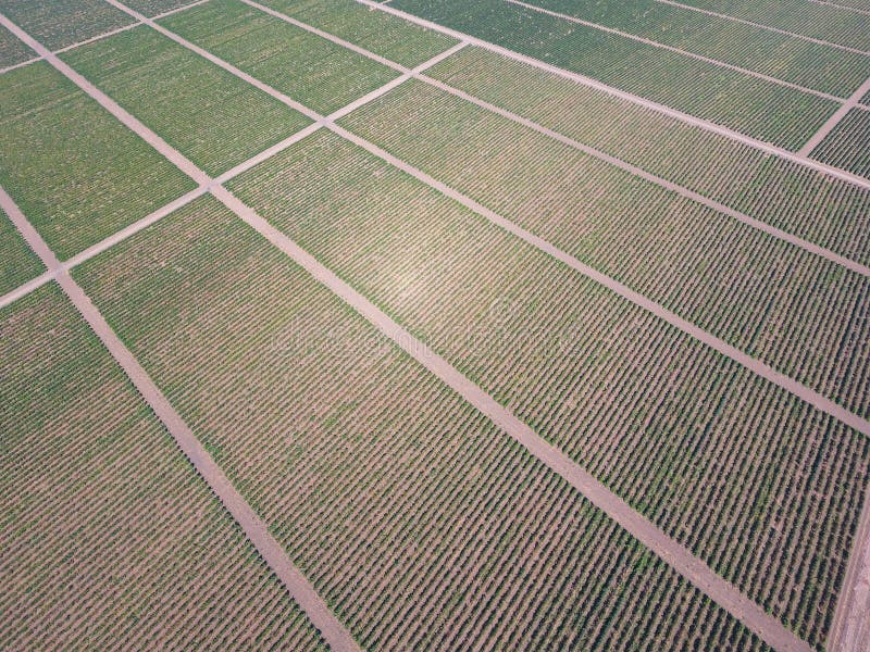Grape Orchards Bird S-eye View. Vine Rows Stock Image - Image of ...