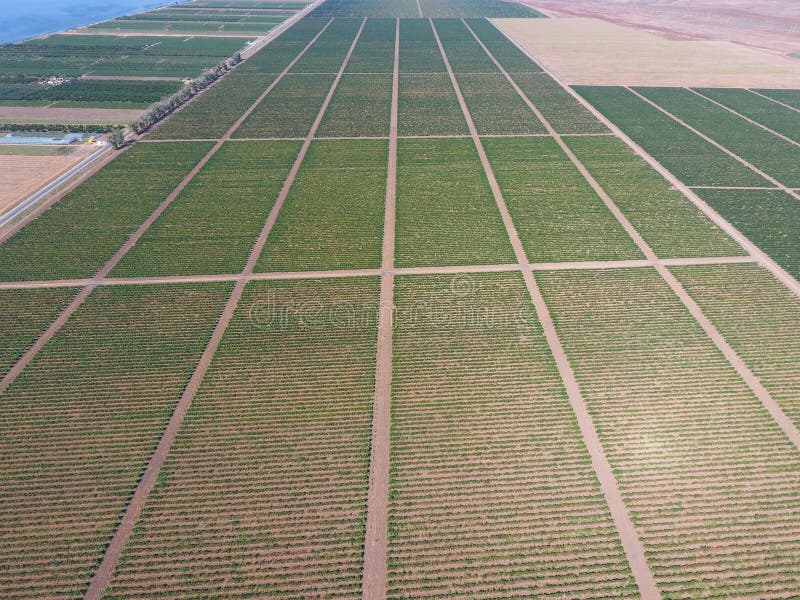 Grape Orchards Bird S-eye View. Vine Rows Stock Photo - Image of ...