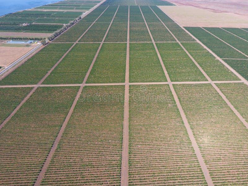 Grape Orchards Bird S-eye View. Vine Rows Stock Image - Image of chief ...