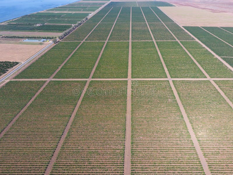 Grape Orchards Bird S-eye View. Vine Rows Stock Photo - Image of chief ...