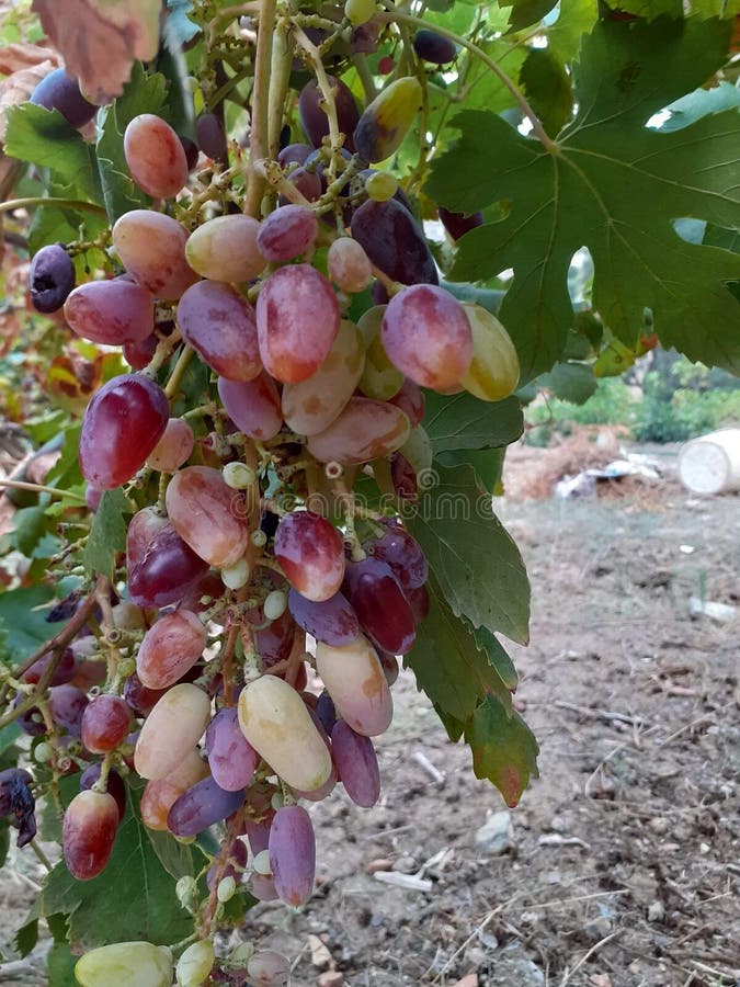 Grape organic fruit stock image. Image of fruit, grape - 259913547