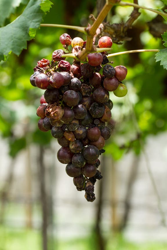 Grape pathology stock image. Image of natural, agriculture - 58300629