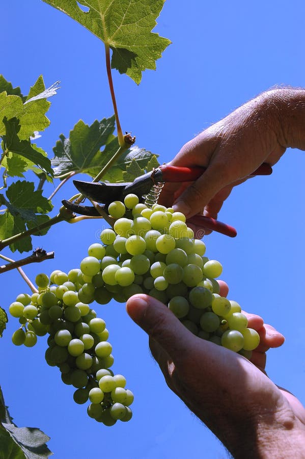 Grape - Picker, Carriers In Vineyard Stock Photo - Image of producer ...
