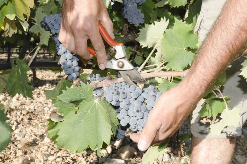 Grape picker hands stock image. Image of pruner, farmer - 26349923