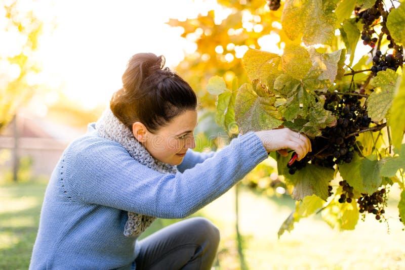 Grape Picker at Work Picking Grapes Stock Photo - Image of autumn ...