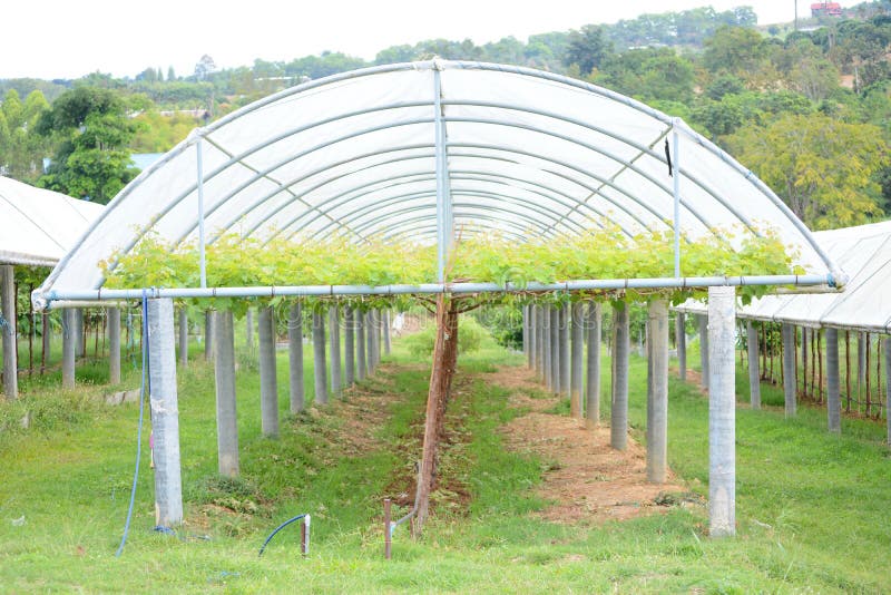 Grape plant stock photo. Image of closeup, leaf, fresh - 48149280