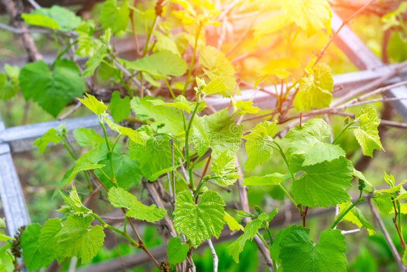 Grape Plant, First Leaves in Spring, Background, Beginning of Spring ...