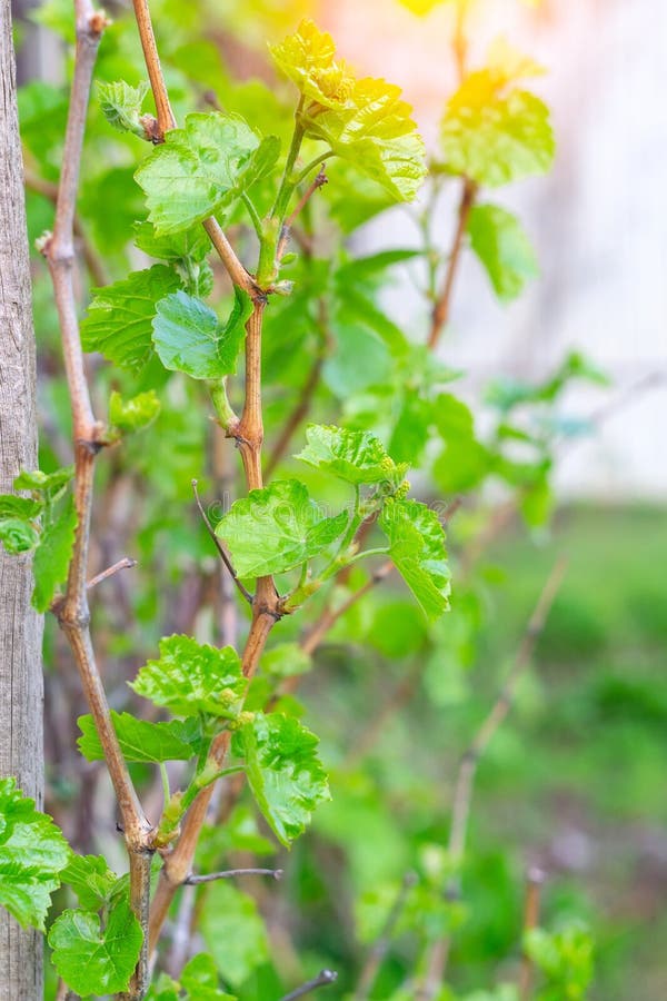Grape Plant, First Leaves in Spring, Background, Beginning of Spring ...
