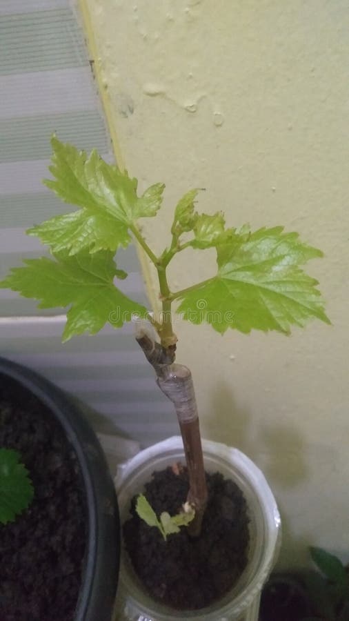 Grape Plant in Pot Beautiful Stock Photo - Image of food, produce ...
