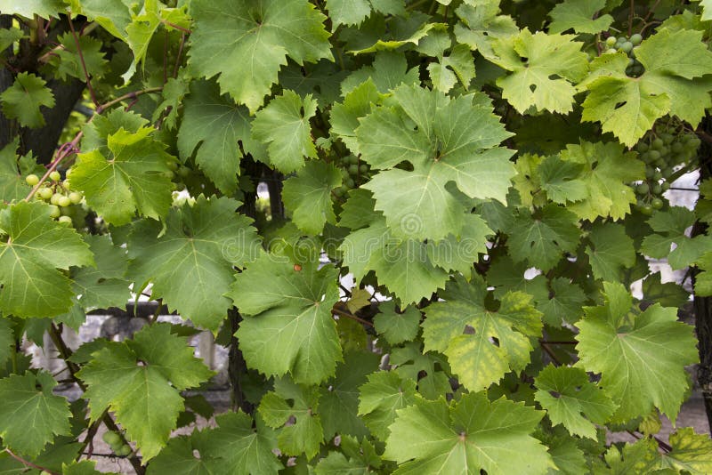 Grape plant in spring time stock photo. Image of decorative - 128709240