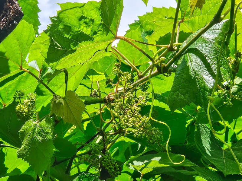 Grape Plantation. Flowers in the Bunch of Grapes Stock Image - Image of ...