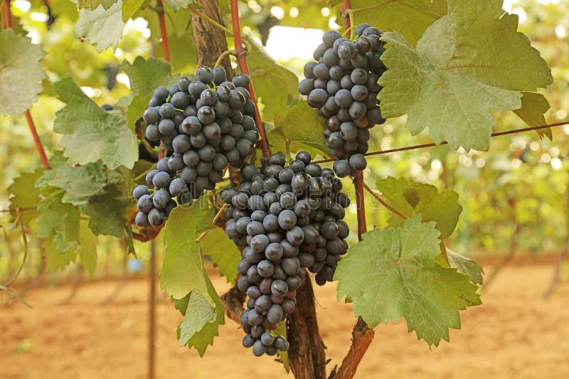 514 Planting Grape Vines Stock Photos - Free & Royalty-Free Stock ...