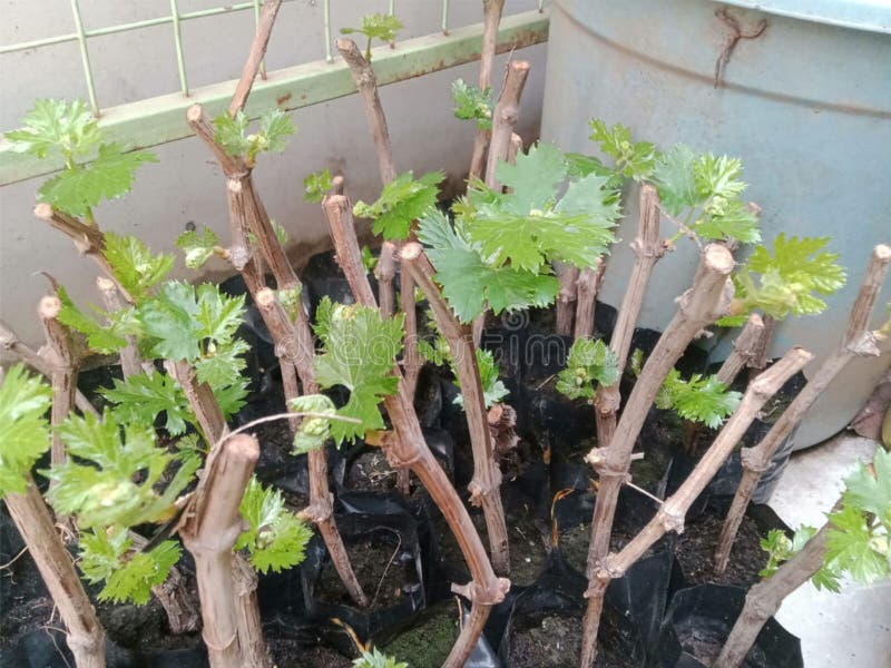 Grape planting stock image. Image of branch, houseplant - 338763717