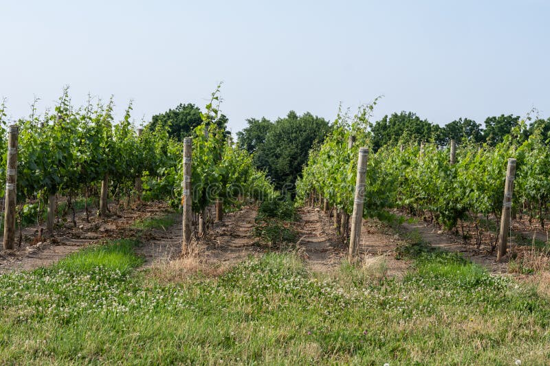 Grape Plants Growing in Rows on Vineyard Stock Photo - Image of crop ...