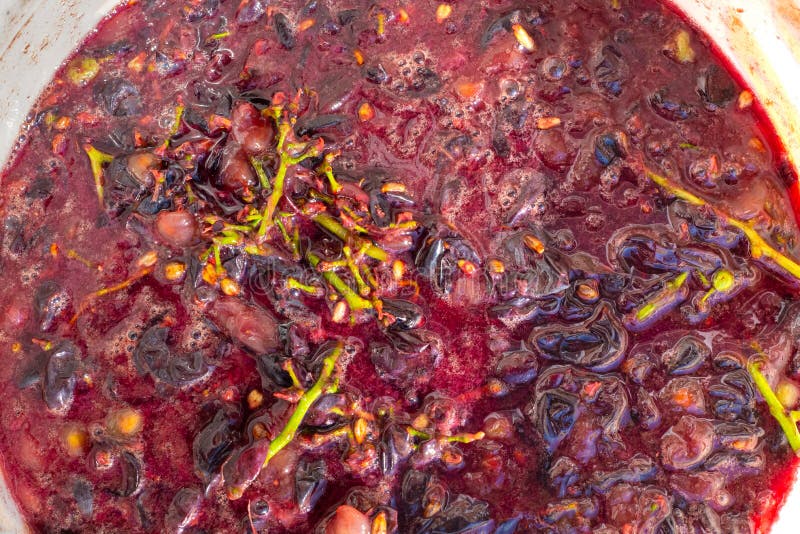 Grape Pomace in a Bucket after Being Squeezed and Pressed To Make Wine ...