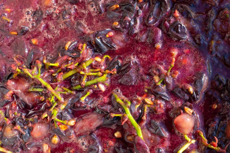 Grape Pomace after Crushing and Pressing for Making Wine. Red Pulp ...