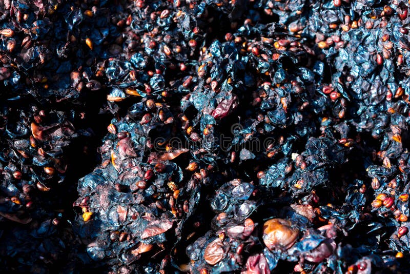 Grape pomace stock photo. Image of juice, winery, process - 204229288