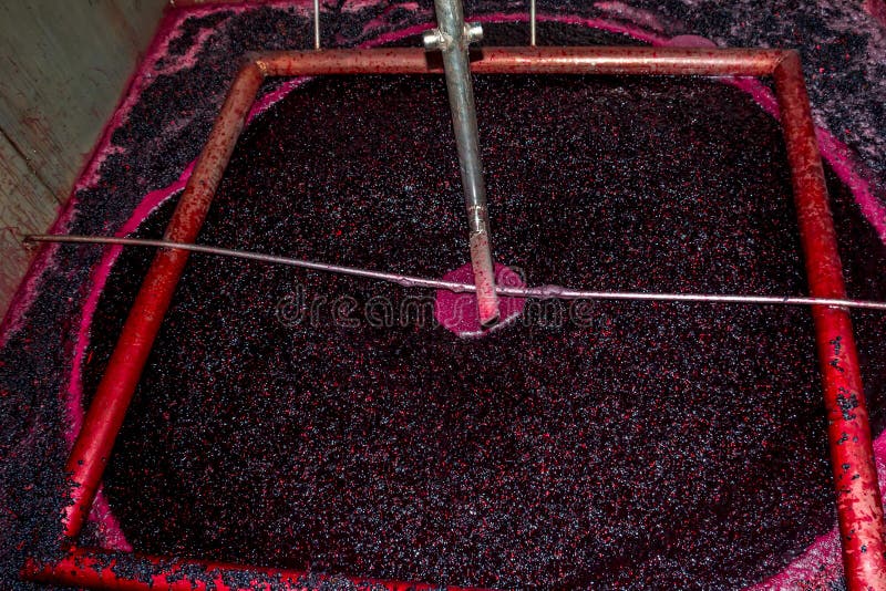 Grape processing stock image. Image of pressure, winery - 204229205