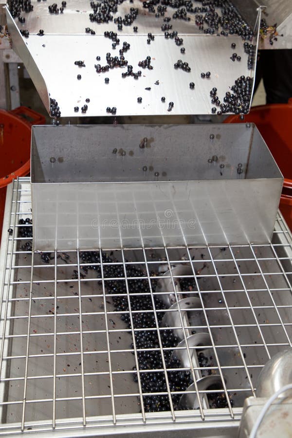 Grape Processing on the Machine Stock Image - Image of liquid ...