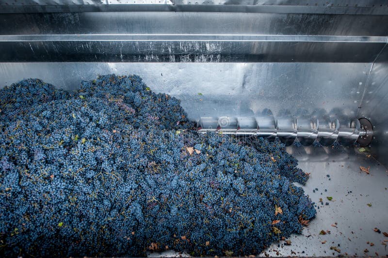Grape Processing on the Machine Stock Image - Image of corkscrew ...