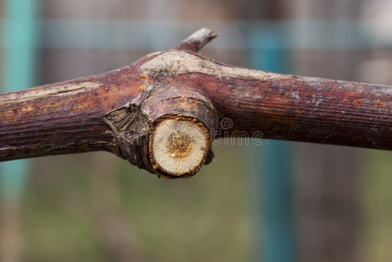The grape pruning stock image. Image of grapevine, tree - 69384653
